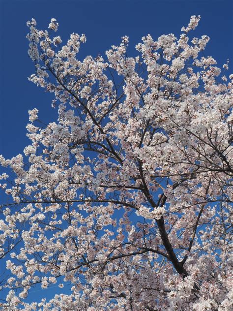 No 2057 京都の桜15 北白川 疏水分線 2 3 TETSUYA氏ブログ