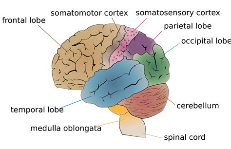 23 Lobes Cerebral Hemispheres And Lobes Of The Brain Social Sci Libretexts