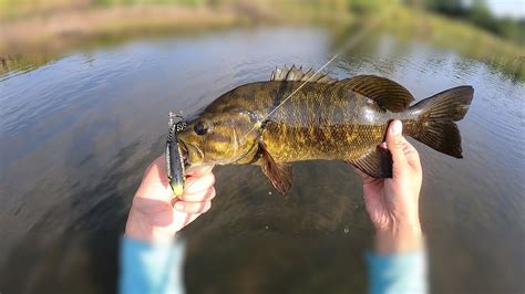 Whopper Plopper Bass Fishing Youtube