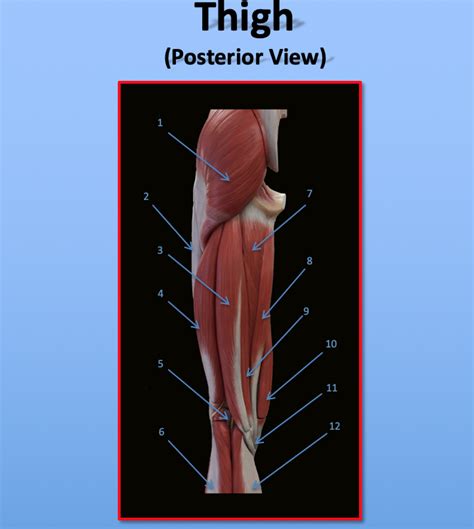 Thigh Muscle Diagram Quizlet