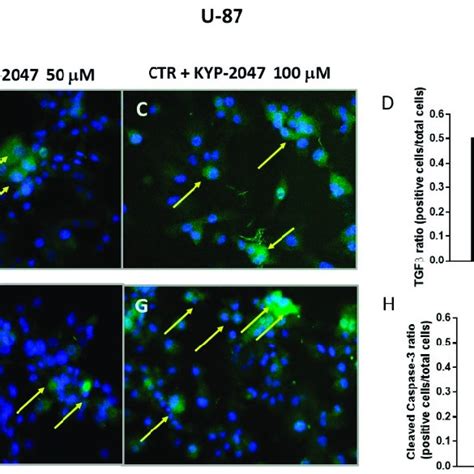 Effect Of Kyp 2047 On Transforming Growth Factor β Tgf β And