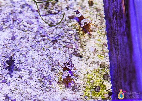 Sexy Anemone Shrimp Manhattan Aquariums