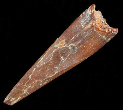 Fossil Pterosaur Teeth For Sale