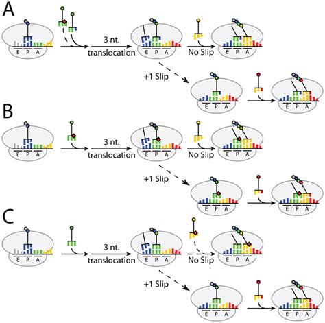 The Ribosomal Grip Of The Peptidyl Trna Is Pivotal In Reading Frame