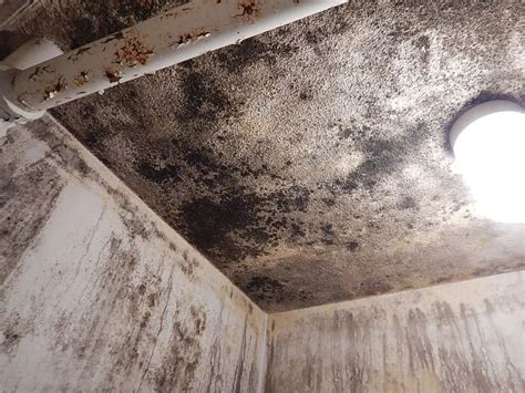 【浴室】カビだらけの公営賃貸アパート防カビ塗装工事 ブログ 埼玉の防カビ工事なら「有限会社プレモ」