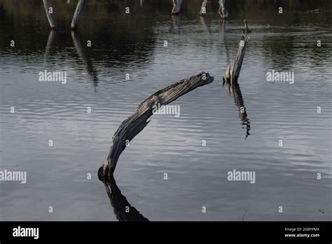 Drowned Tree Emerging From A Lake Stock Photo Alamy