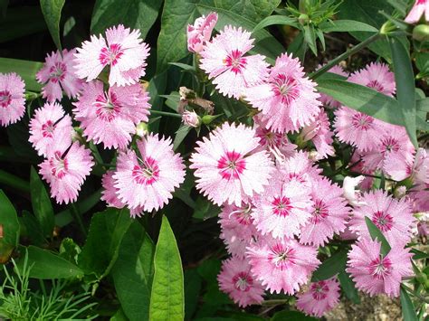 Garden Of Hosup 수염패랭이꽃아메리카 패랭이꽃