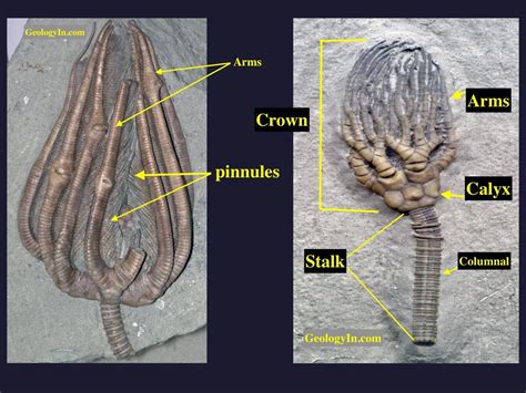 Facts About Crinoid Fossils Geology In