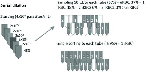 Theoretical Outcome Of Repeated Sampling To Obtain Single Infected Red Download Scientific