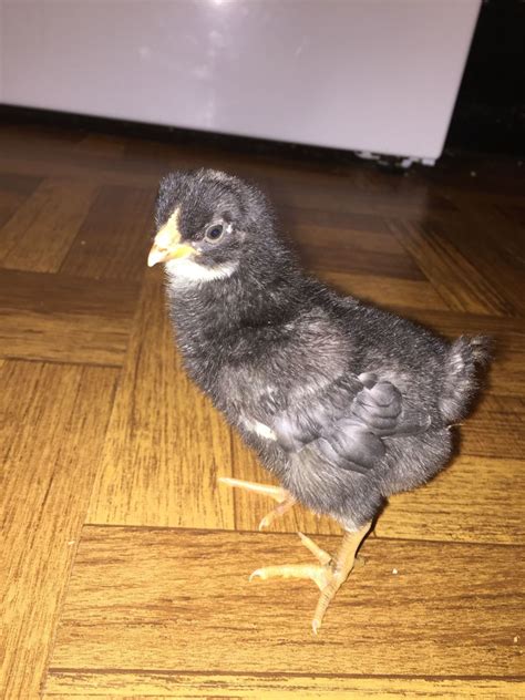 What Sex Are My Barred Plymouth Rock Chicks Backyard Chickens