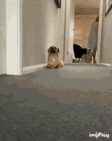 Sneaky 