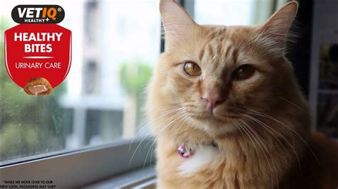 Vetiq Healthy Bites Urinary Care For Cats Youtube
