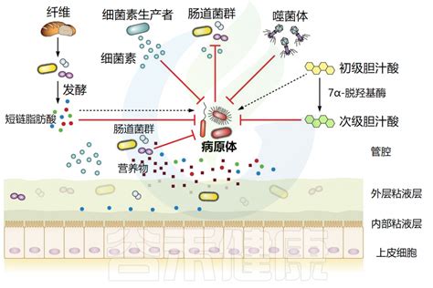 肠道病原体感染定植的三个关键角色——炎症、营养与共生菌群 谷禾健康