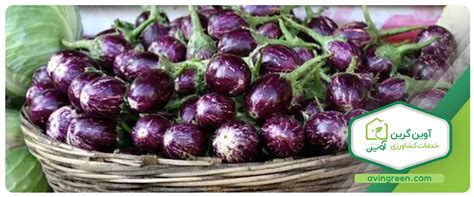 بررسی و خرید 5 مدل نشا بادمجان مشخصات عکس و قیمت