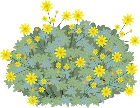 Brittle Bush Clipart At Fernando Ward Blog