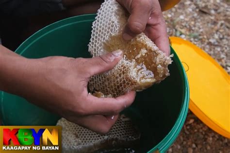 Hirap At Pagsubok Sa Pagkuha Ng Pulot O Honey ABS CBN News