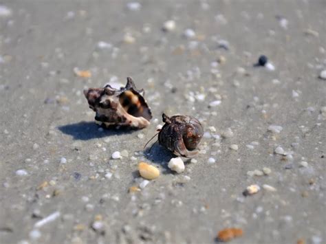 How To Get A Hermit Crab Out Of Its Shell Without Killing It VIVO Pets