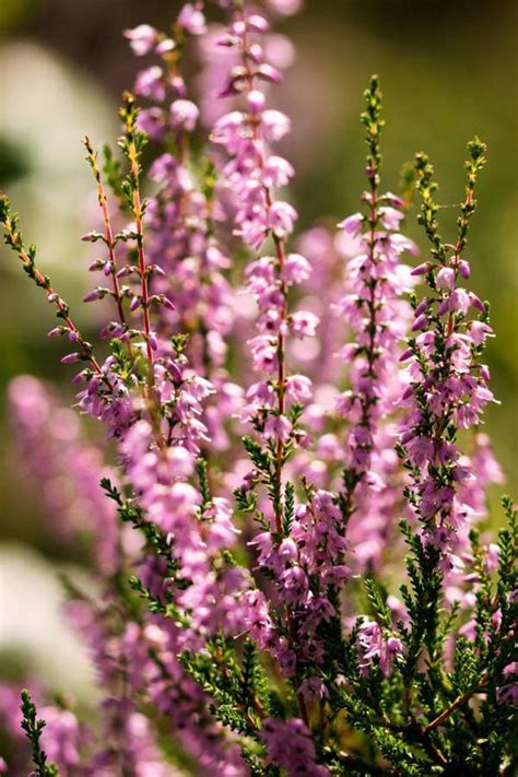 plantas con flor bonitas y resistentes que decorarán en otoño tu balcón o jardín