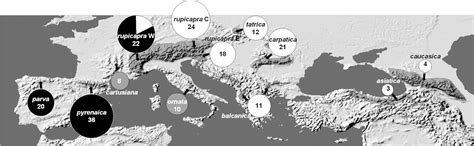 Figure 1 From Cytochrome B Phylogeography Of Chamois Rupicapra Spp