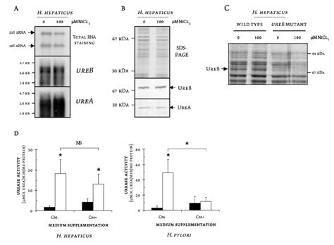 Nickel Responsive Induction Of Urease Activity In H Hepaticus Is Download Scientific Diagram