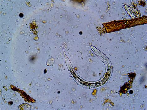 Holistic Compost Lab Soilify A Heart For Soils