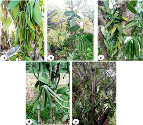Morphological Differences Between The Five Phenotypic Groups A