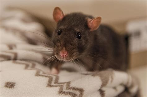 Qué significa soñar con ratas que te quieren atacar Descubre el