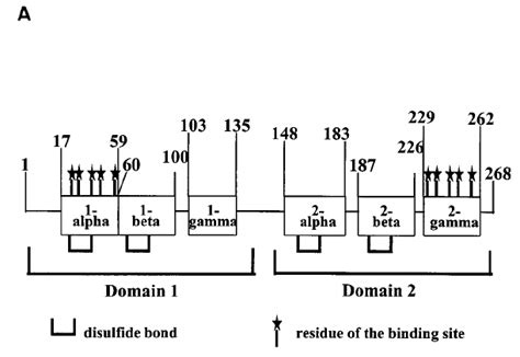 A Domain And Subdomain Structure Of The B Chain Of Ricin Numbers Download Scientific Diagram