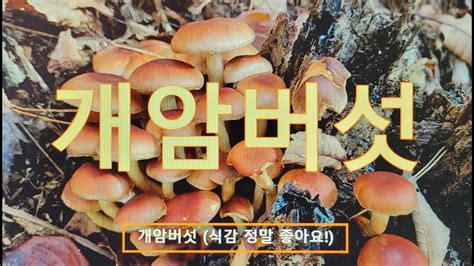개암버섯개암다발버섯 최고의 식감 Youtube