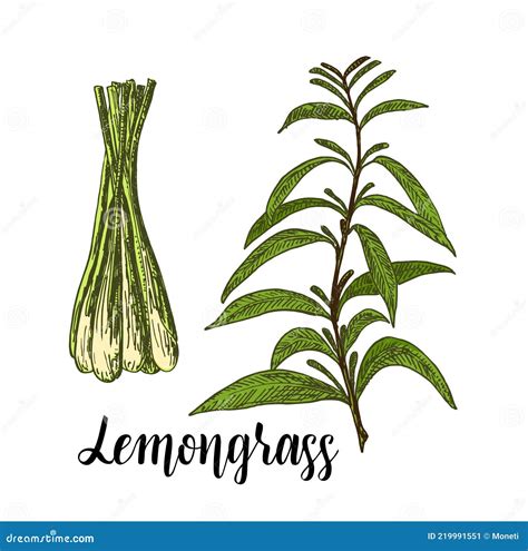 Lemongrass Color Vector Set Hand Drawn Lemongrass Tea Herb