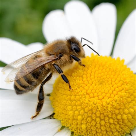 Buzzing About The Protection Of Bees Martin S Pest Control