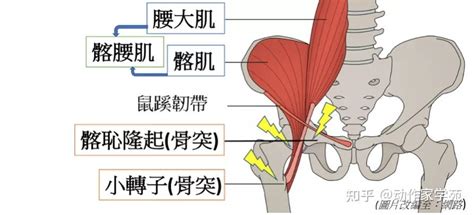 屁股弹响弹响髋如何改善 知乎