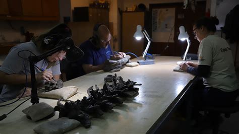 Científicos Del Museo Feruglio Descubren Un Nuevo Dinosaurio