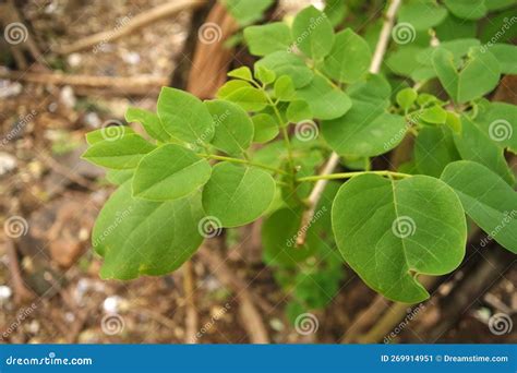 Green Leafes Green Background With Rainforest Plants Royalty Free Stock Photography