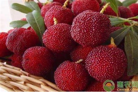 杨梅种植管理技术 农技学堂 惠农网