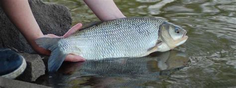 5 Tips Over Winde Vissen In De Zomer Raven Blog