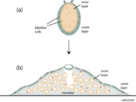 Lack Of Germ Layer Stability In Sponges A Longitudinal Section Of A