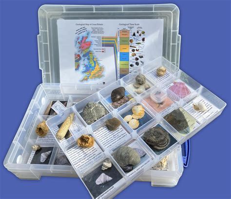 Fossil Boxes Sample Fossils To Uk Schools