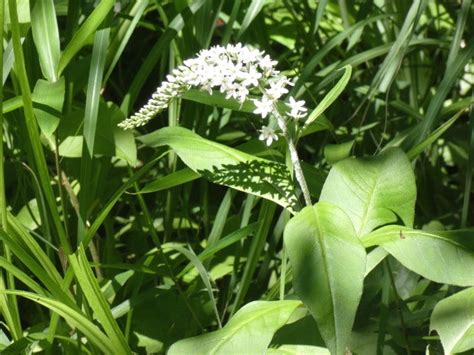 野草オカトラノオ 自然好男の春夏秋冬