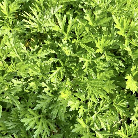 How To Prune Chinese Mugwort