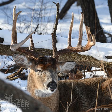 Can Deer Freeze To Death National Deer Association