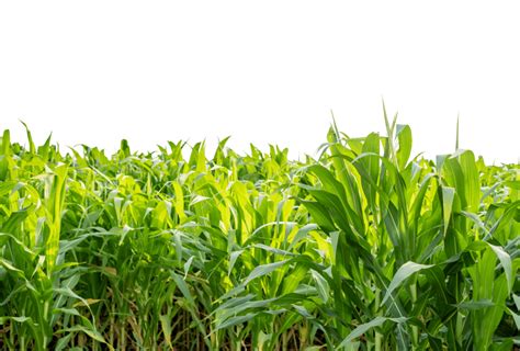 Corn Field Pngs For Free Download