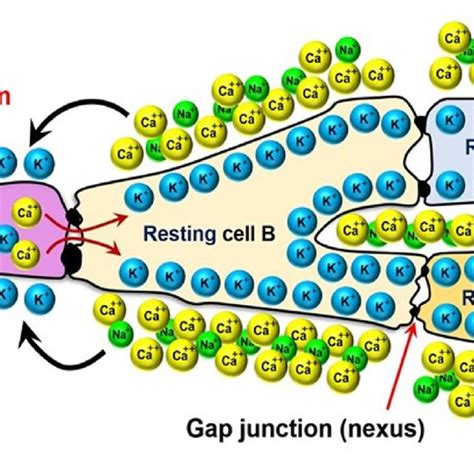 Electrical Coupling Of The Neighboring Cardiomyocytes Via The