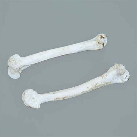 Wild Turkey Beards And Bones Custom Feathers