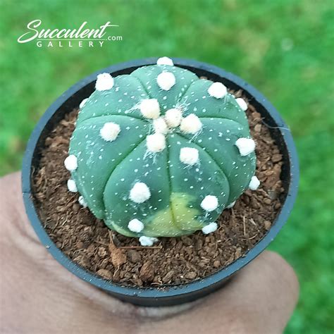 Astrophytum Asterias Slight Variegation Succulent Gallery
