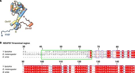 figures and data in resting mitochondrial complex i from drosophila