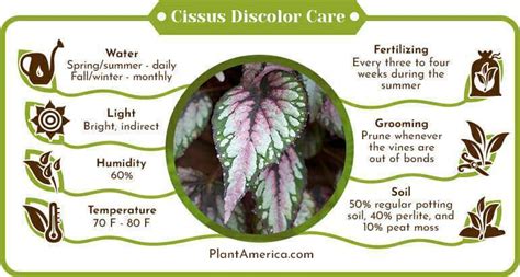 Cissus Discolor Comprehensive Care Tips For Growing This Exotic Plant