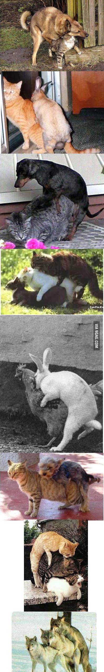 Animalsex 9gag
