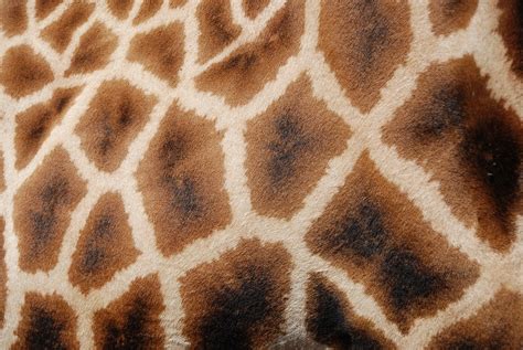 Patterns Giraffe Reticulated Free Photo On Pixabay Pixabay