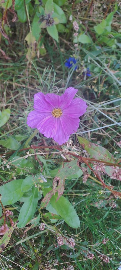 Fultons Pumpkin Patch Added A Fultons Pumpkin Patch